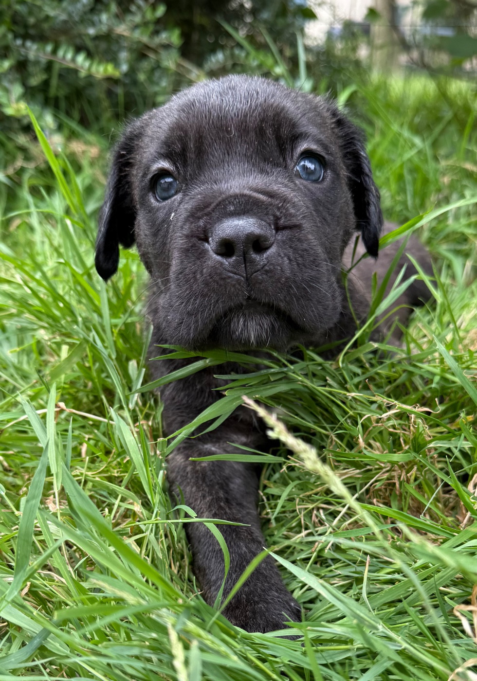 Liens - Elevage eleveur de chiens Cane Corso valma’s signature
